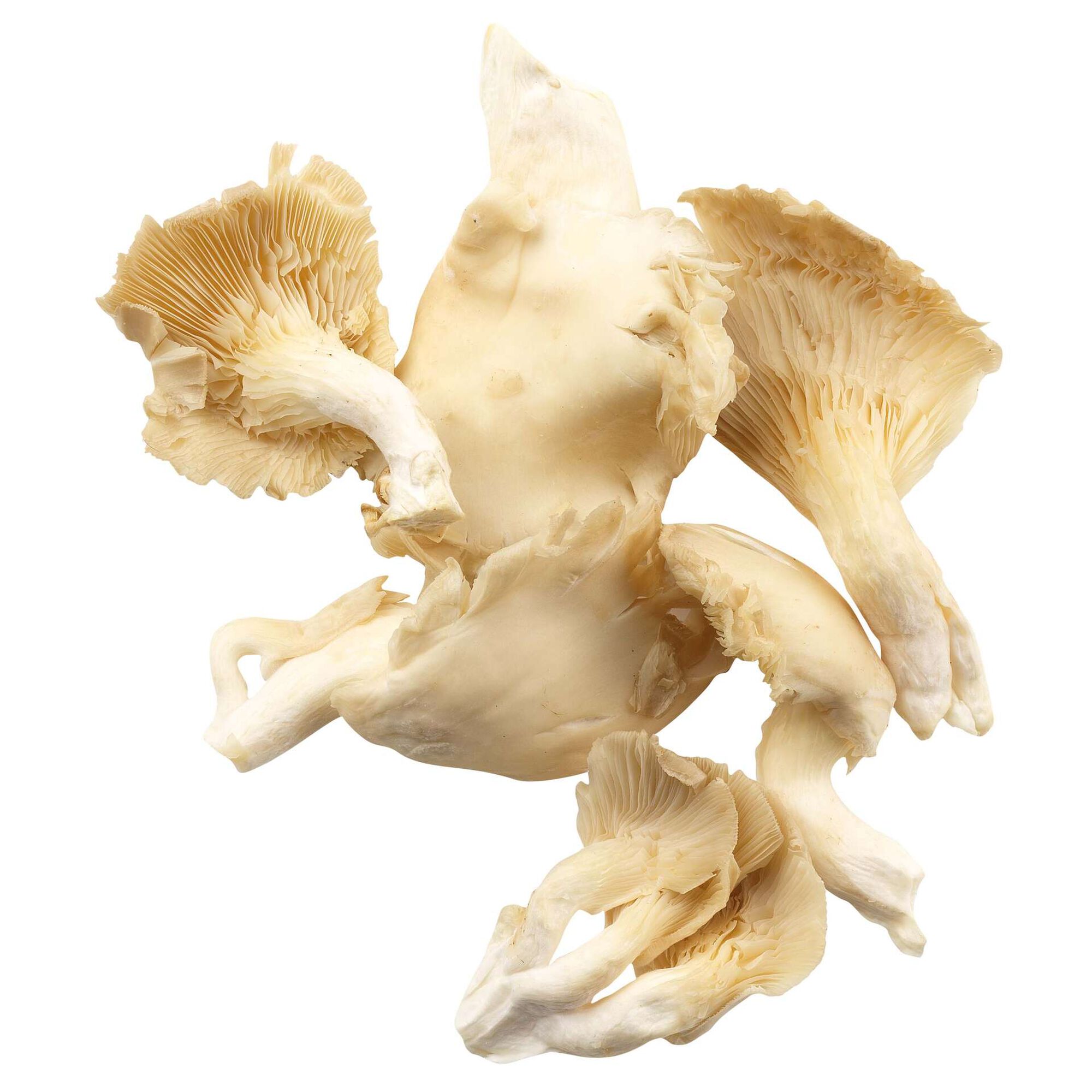 Cogumelo Pleurotus Biológico Fresco Continente Bio - emb. 150 gr ...