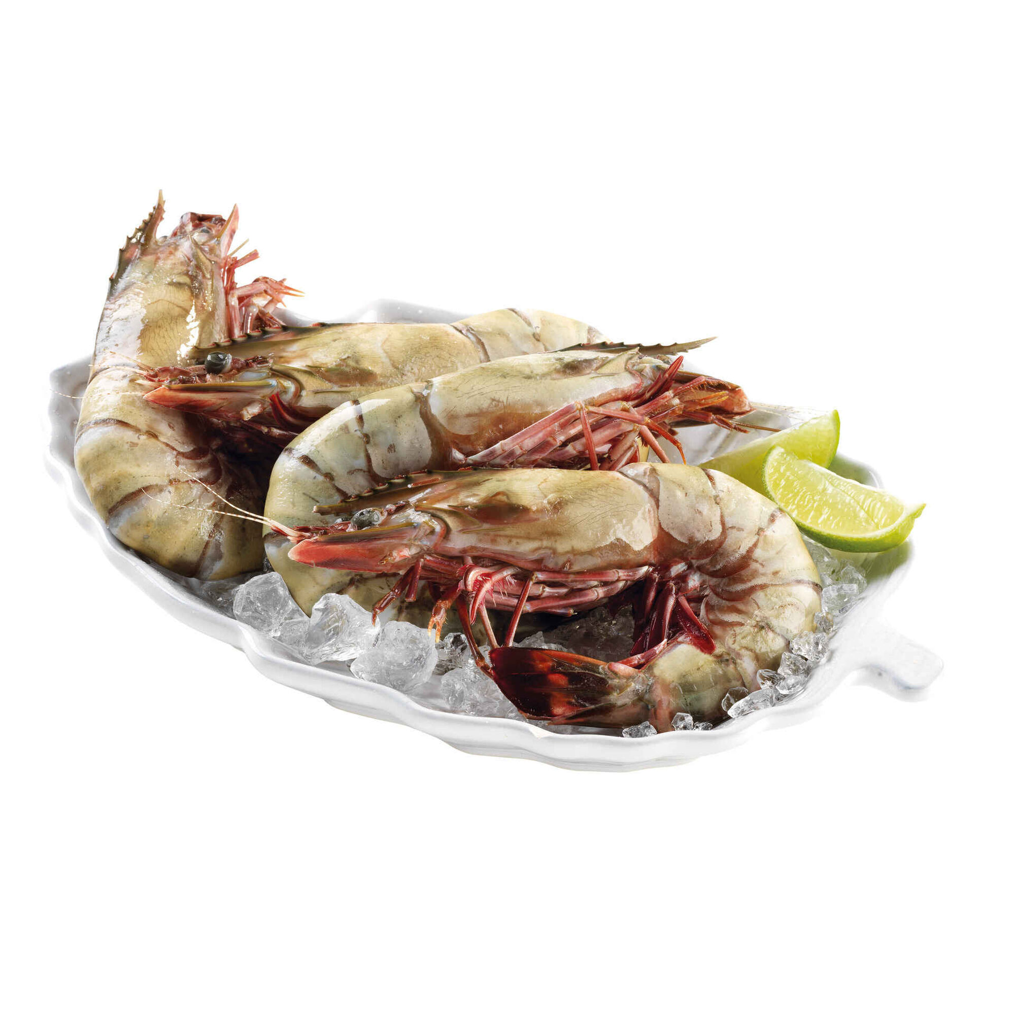 Camarão Tigre Gigante Congelado - Quant. Mínima = 480 gr (2 un ...