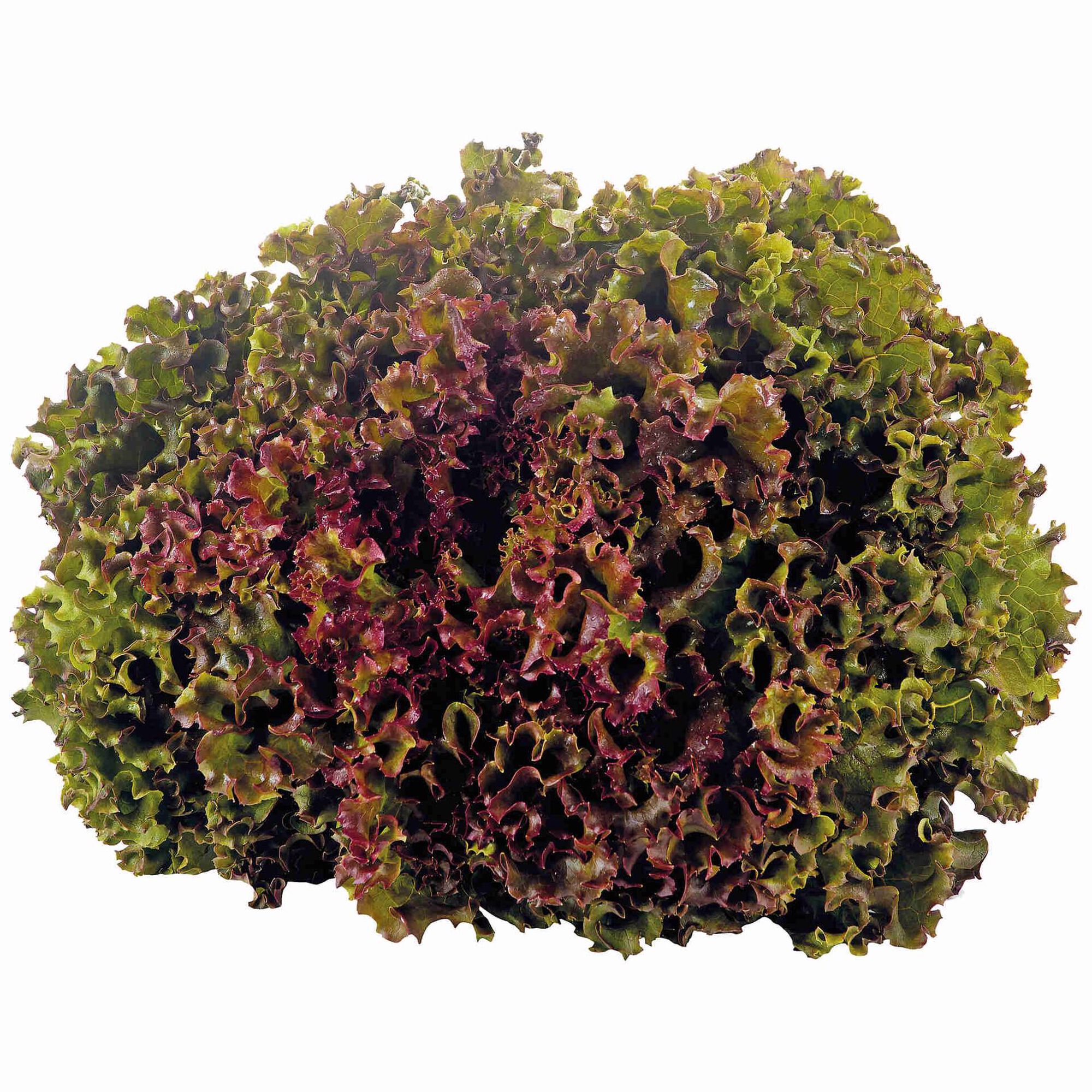 Alface Roxa emb. 200 gr - Continente | Continente