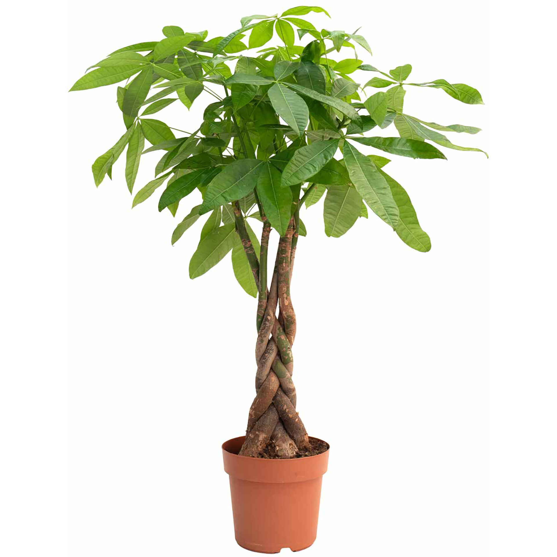 Planta Natural Pachira Aquatica 110-120cm V24 Bioma - emb. 1 un ...