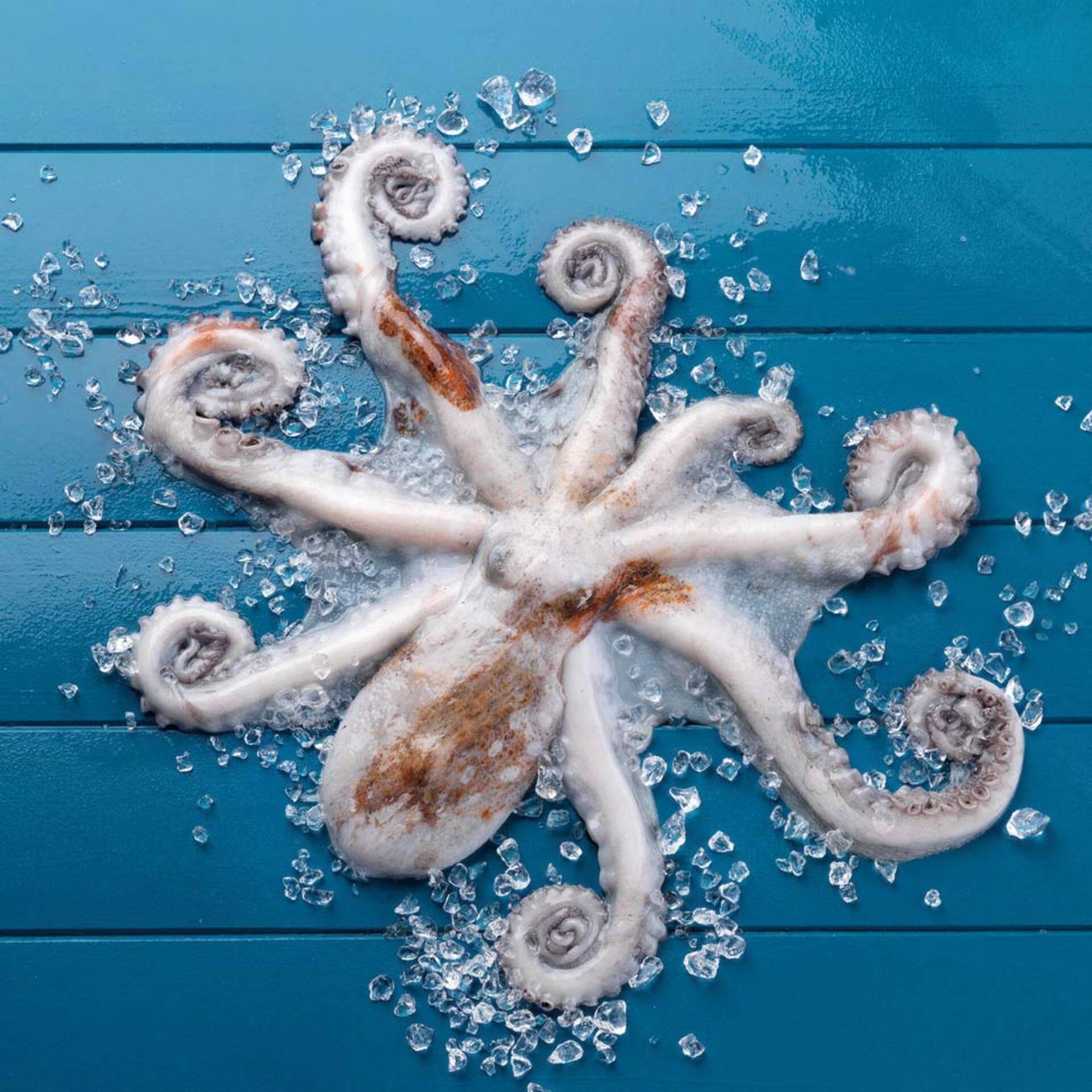 Polvo Fresco (750 gr a 2 kg) - Quant. Mínima = 1,8kg | Continente Online