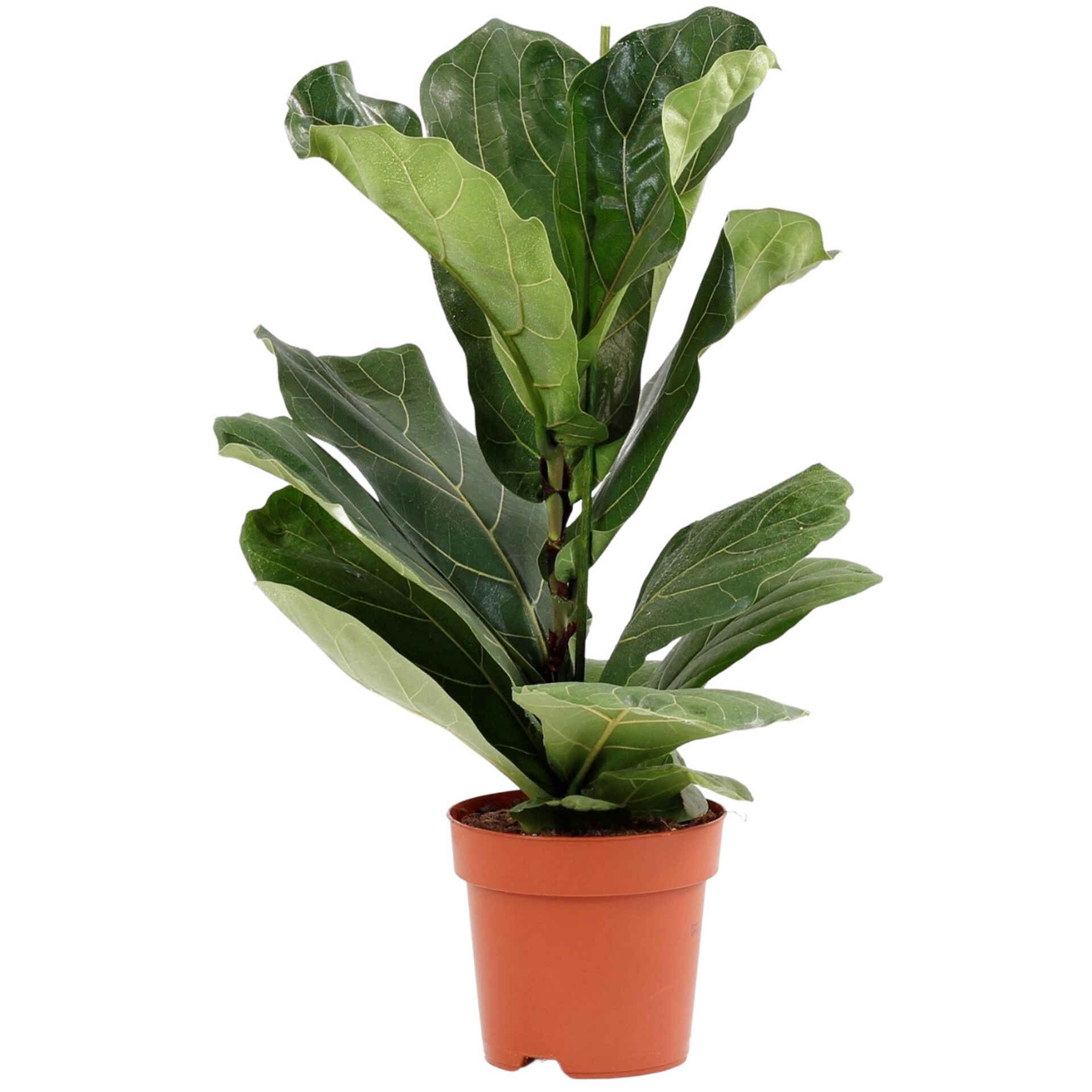 Planta Natural Ficus Lyrata 60-70cm V17 Bioma - emb. 1 un | Continente Online