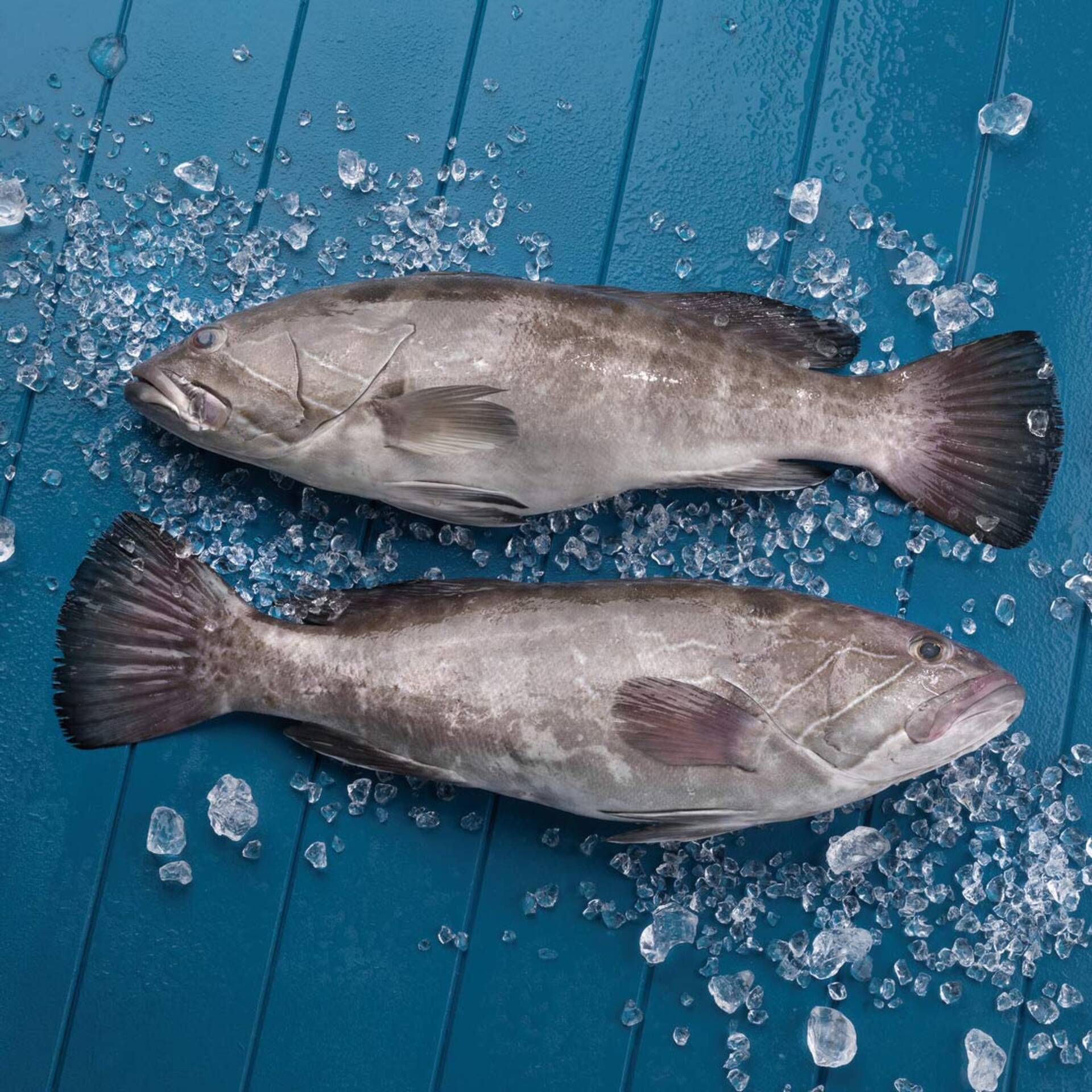 Garoupa Legítima Pequena Fresca - Quant. Mínima = 2 kg (1 un ...