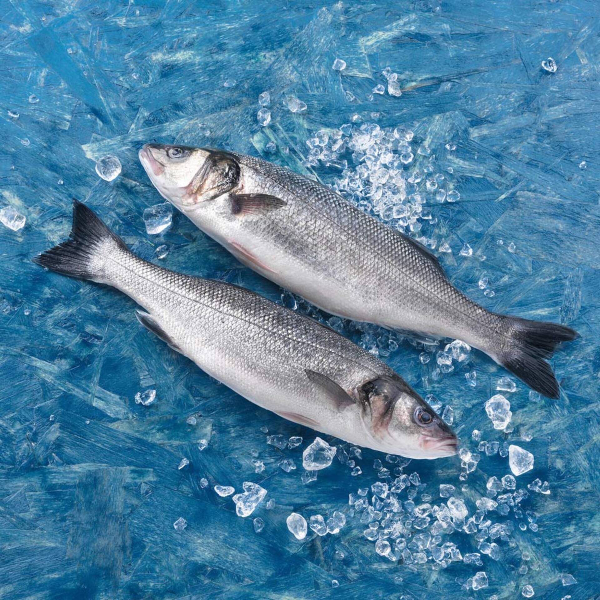 Robalo Extra Fresco Continente - Quant. Mínima = 1,1 kg (1 un ...