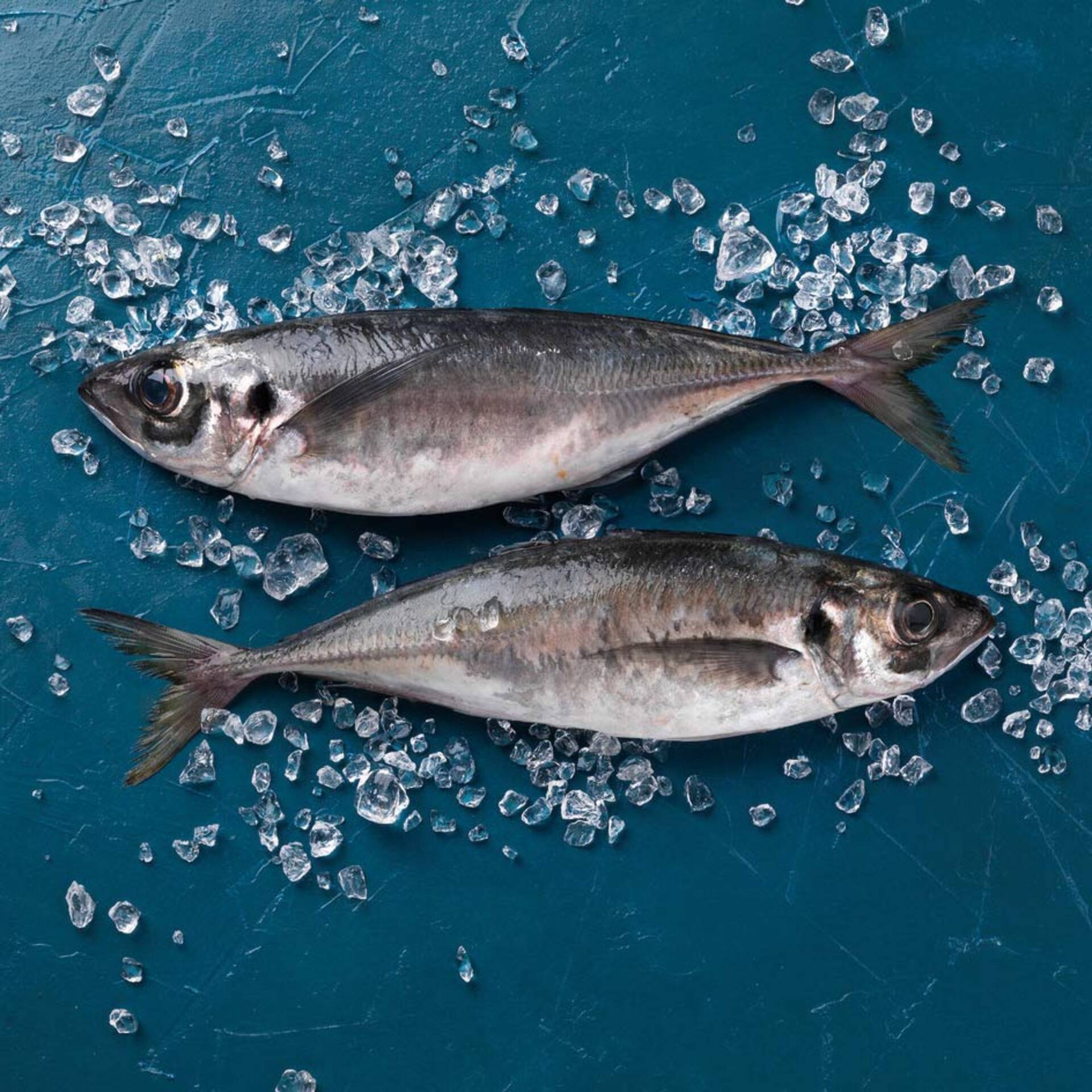 Chicharro 1/3 Fresco - Quant. Mínima = 470 gr (1 un) | Continente Online