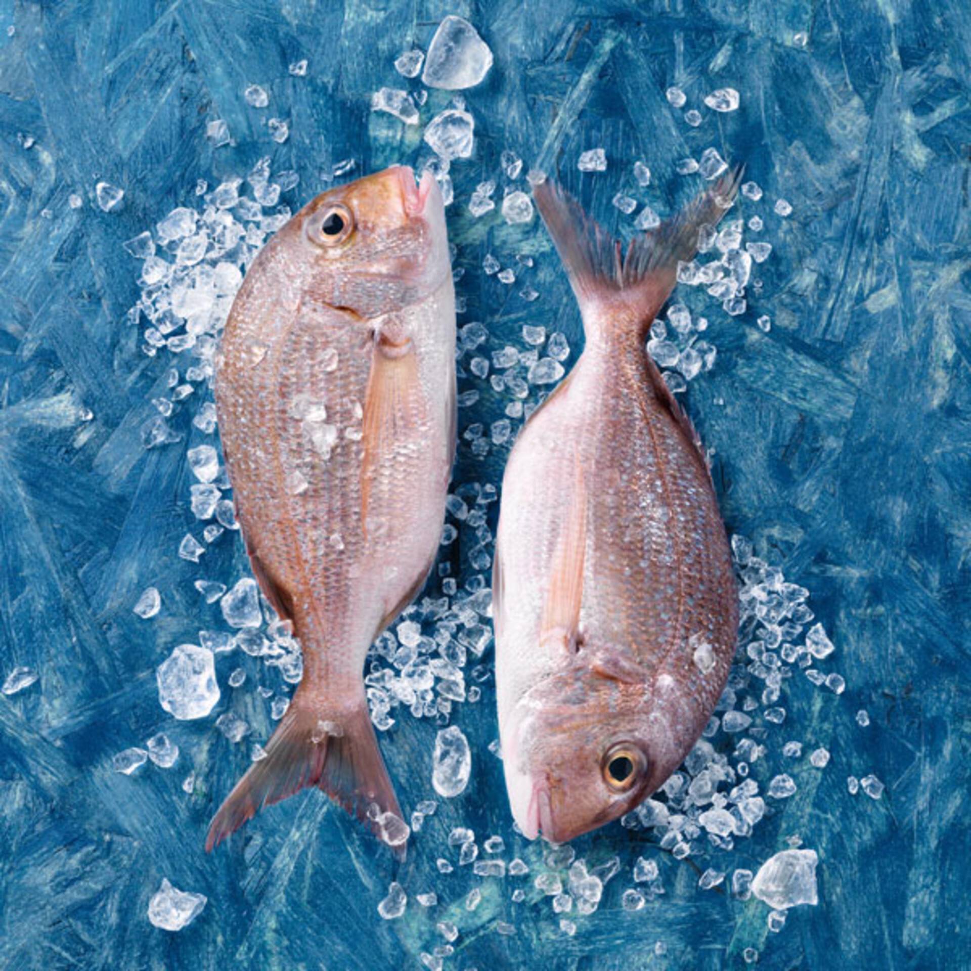 Pargo Grande Fresco - Quant. Mínima = 800 gr (1 un) | Continente Online