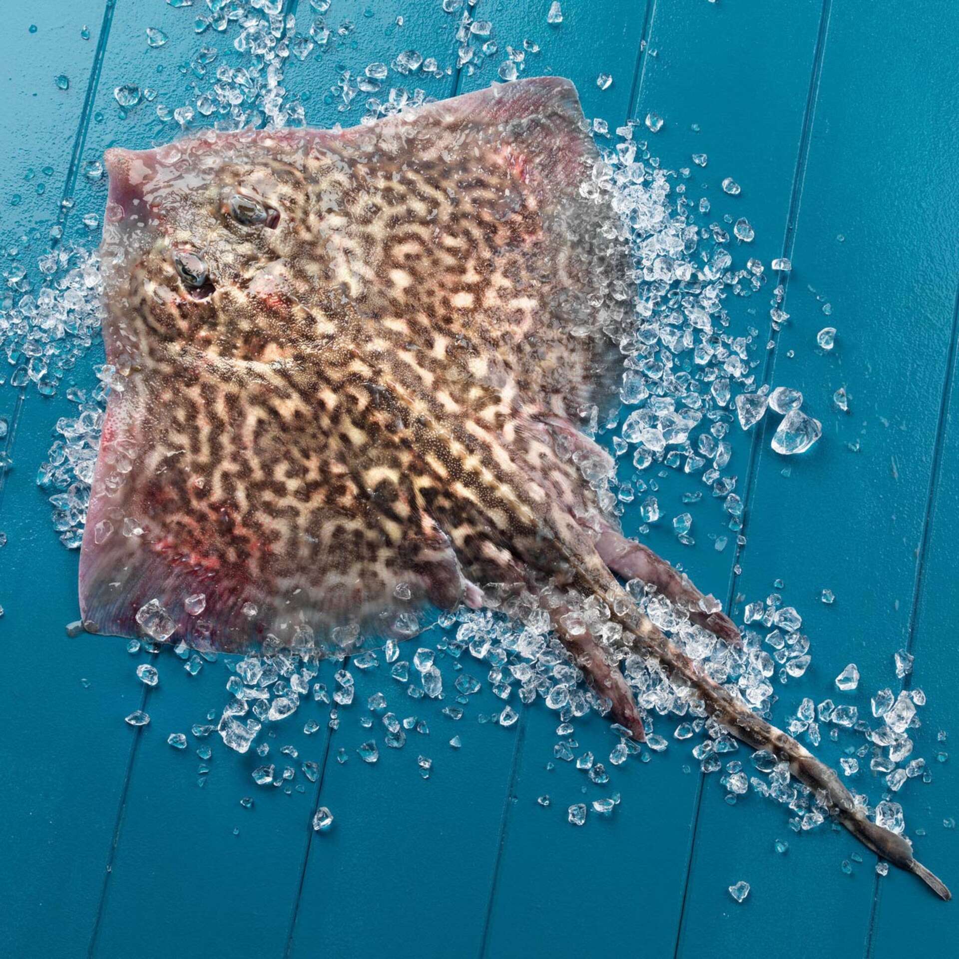 Raia Inteira Fresca - Quant. Mínima = 3 kg (1 un) | Continente Online