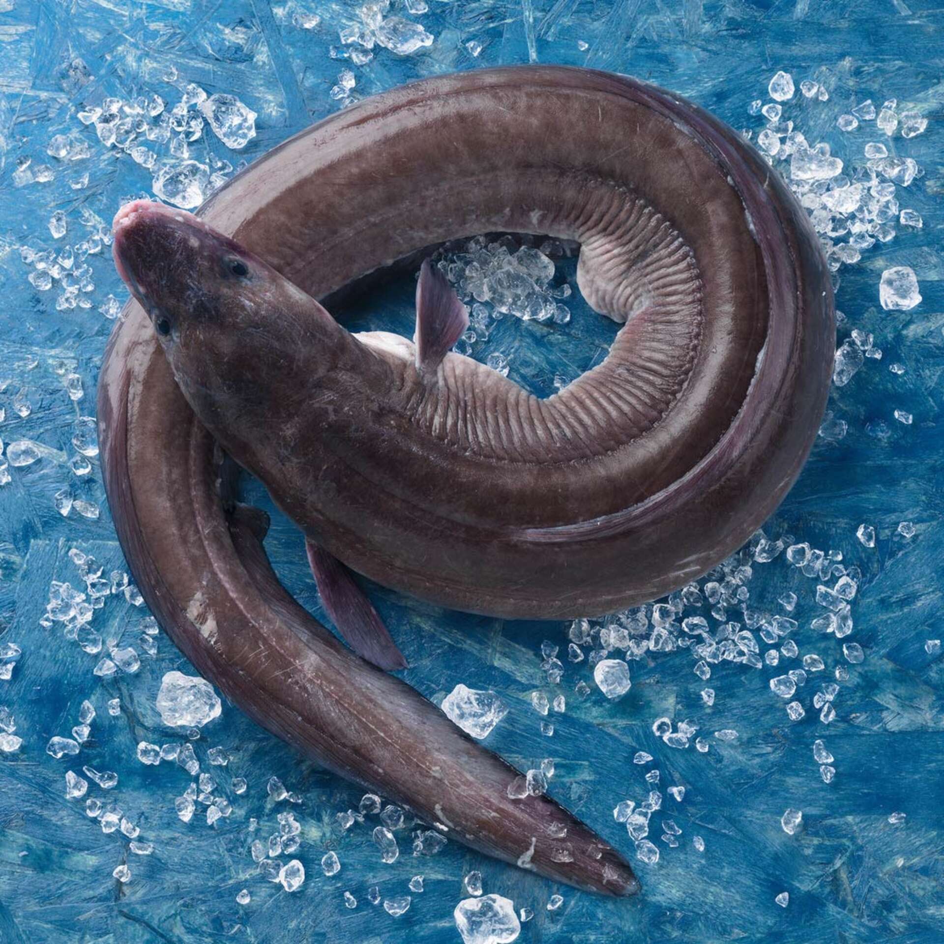 Congro Fresco - Quant. Mínima = 6 kg (1 un) | Continente Online