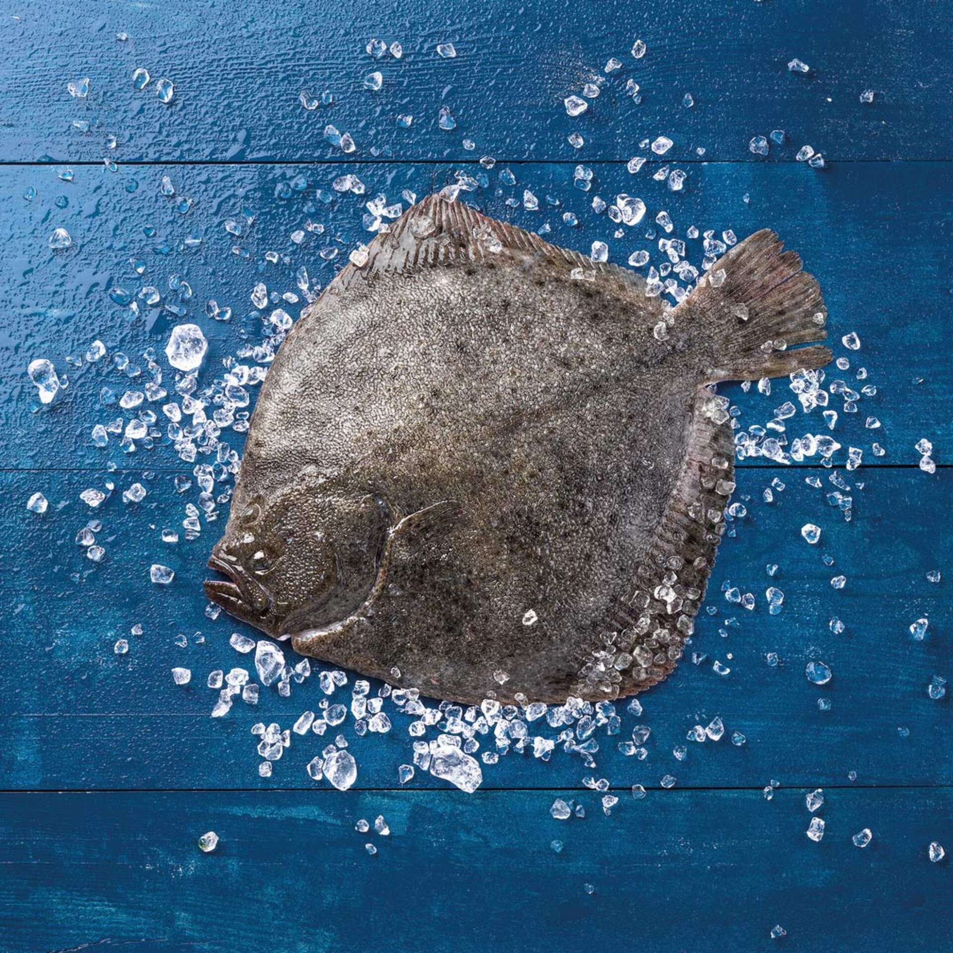 Pregado Inteiro Fresco - Quant. Mínima = 1,9 kg | Continente Online