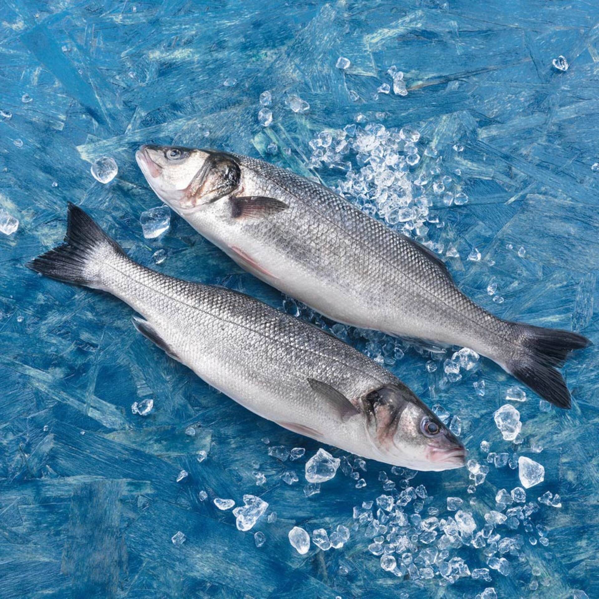 Robalo do Alto Mar Fresco - Quant. Mínima = 1,55 kg (1 un) | Continente ...