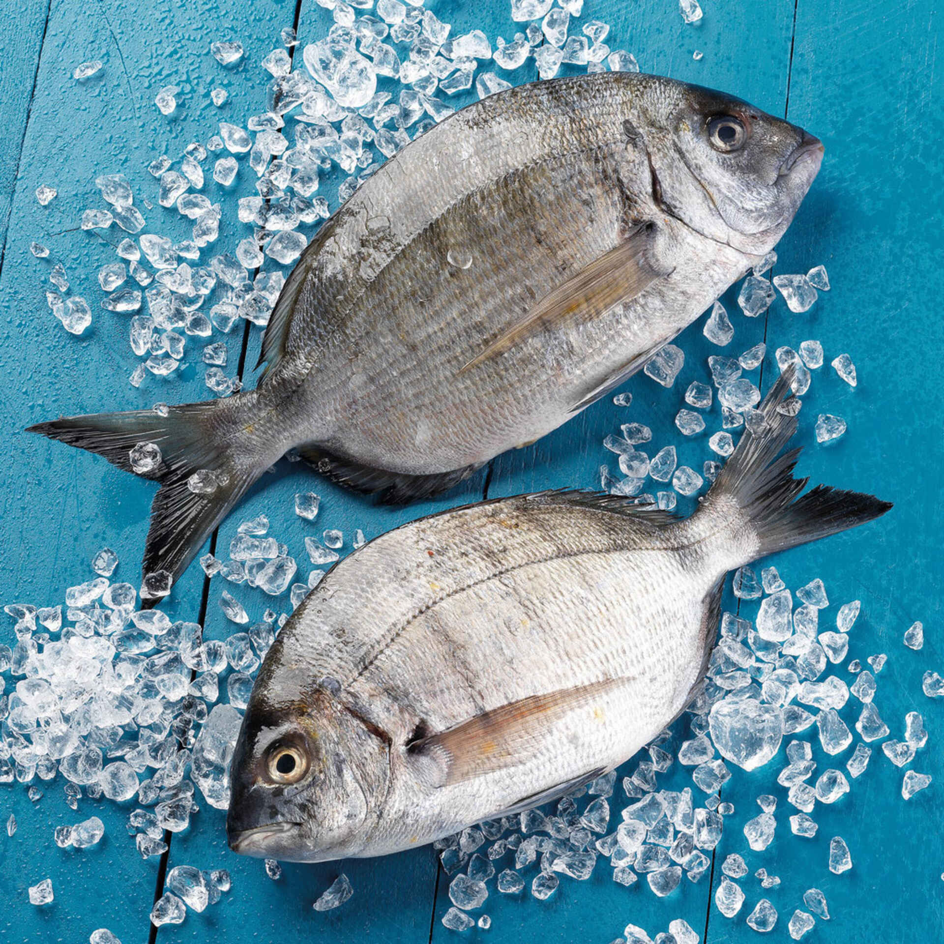 Sargo da Costa Fresco - Quant. Mínima = 700 gr (1 un) | Continente Online