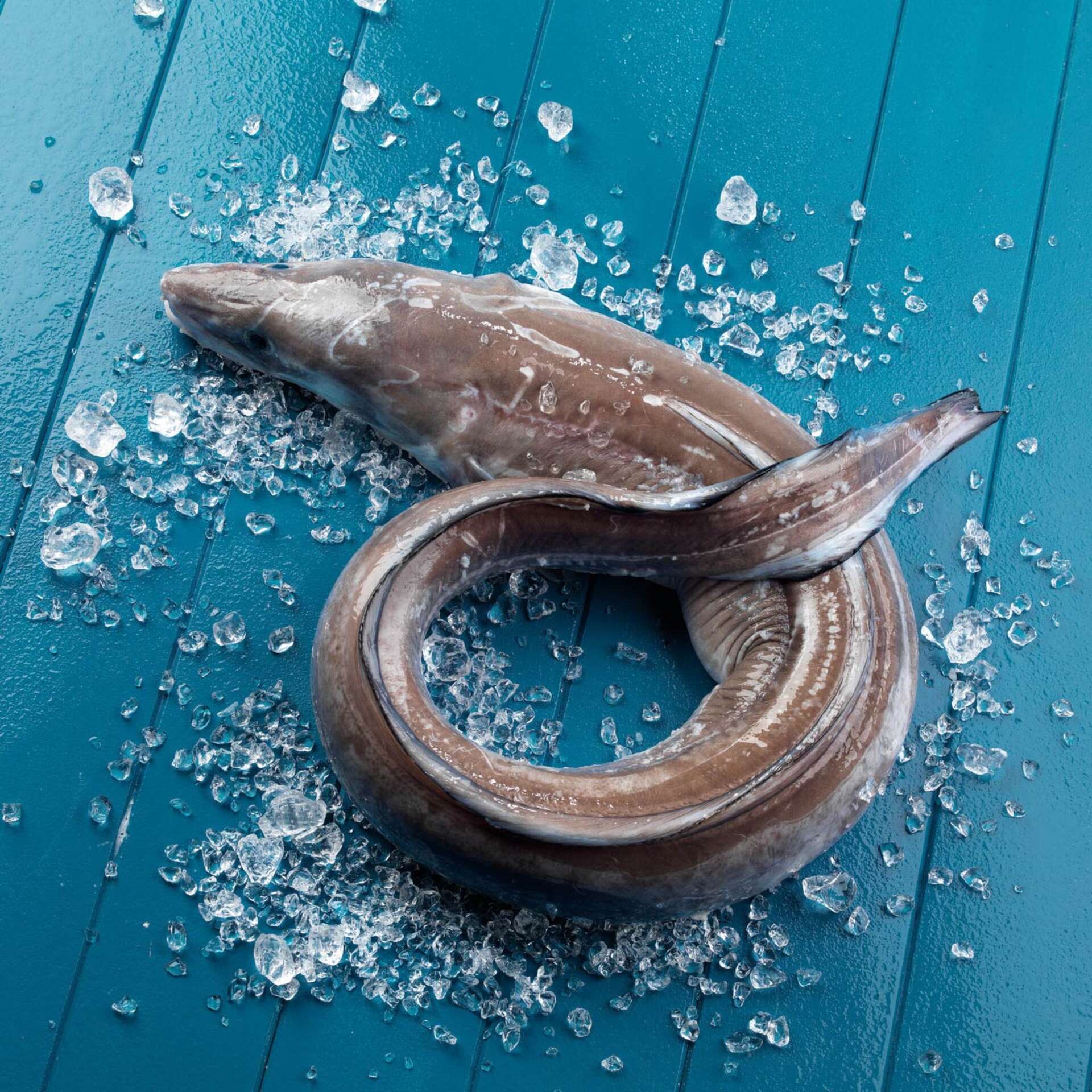 Safio da Costa Fresco - Quant. Mínima = 4 kg (1 un) | Continente Online