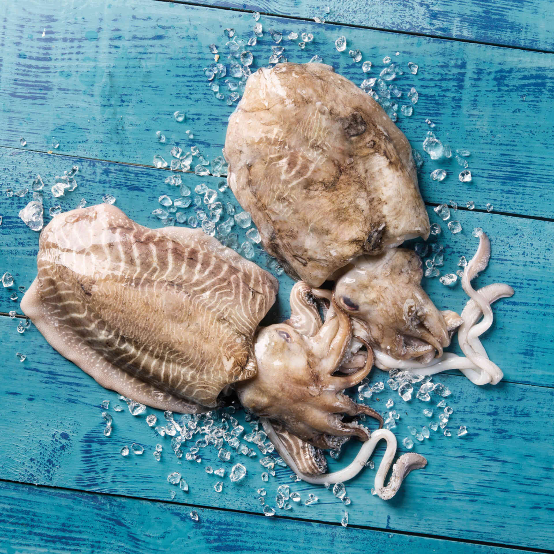 Choco com Tinta Fresco - Quant. Mínima = 1 kg | Continente Online