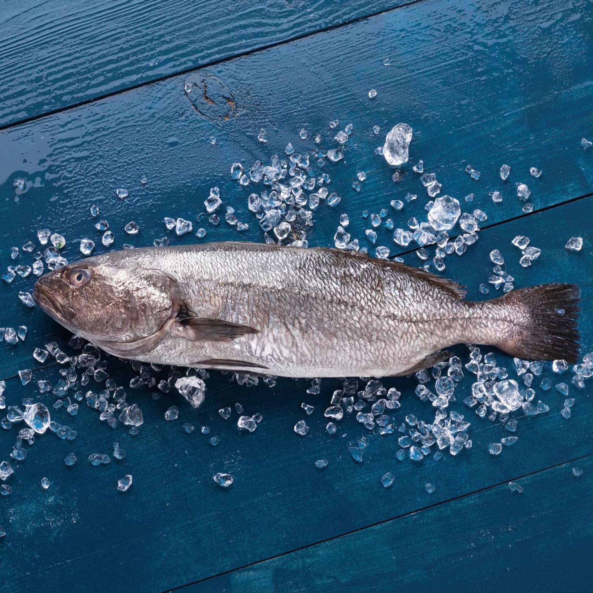 Corvina Fresca - Quant. Mínima = 2,5 kg | Continente Online