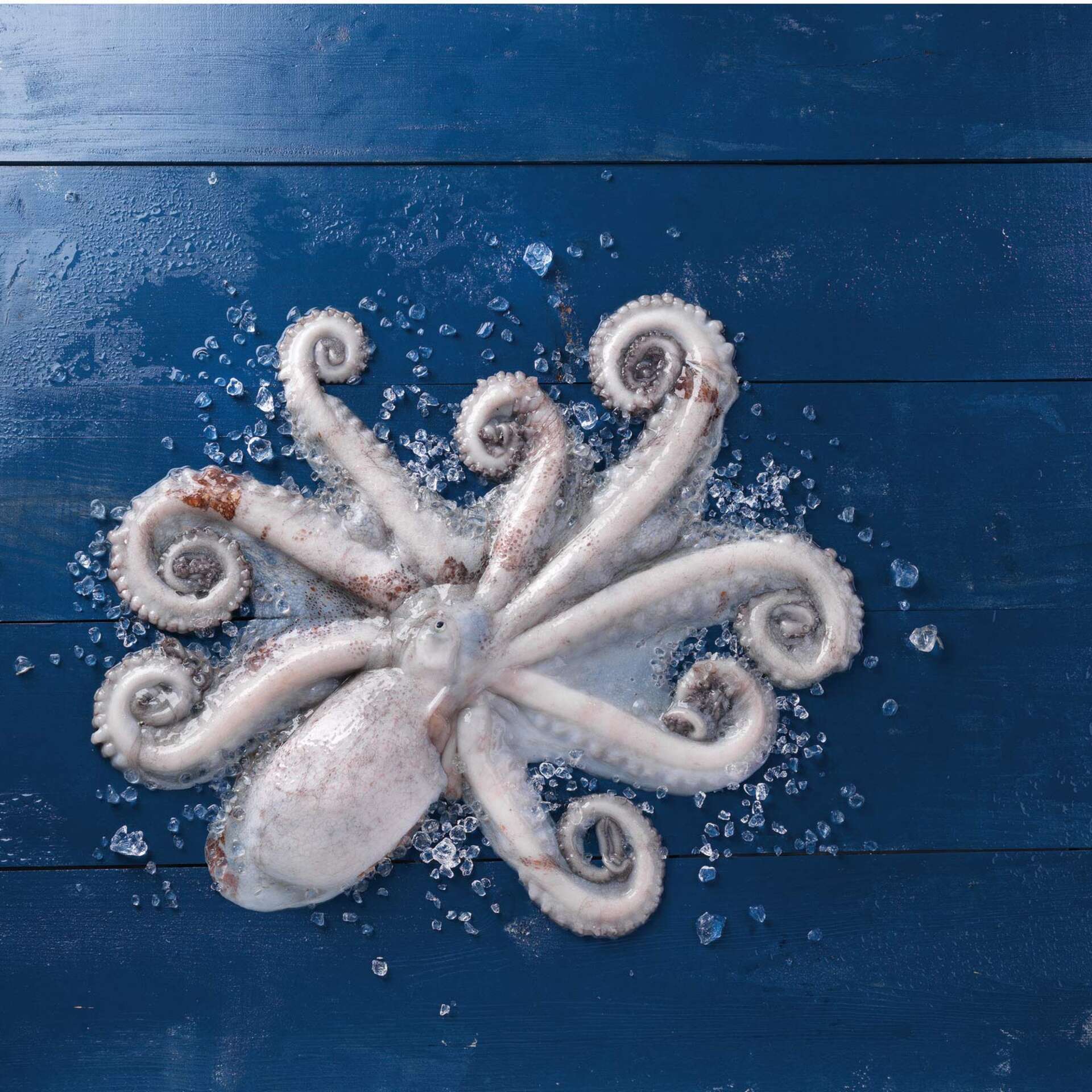 Polvo Fresco (+ 2 kg) - Quant. Mínima = 2,9 kg | Continente Online